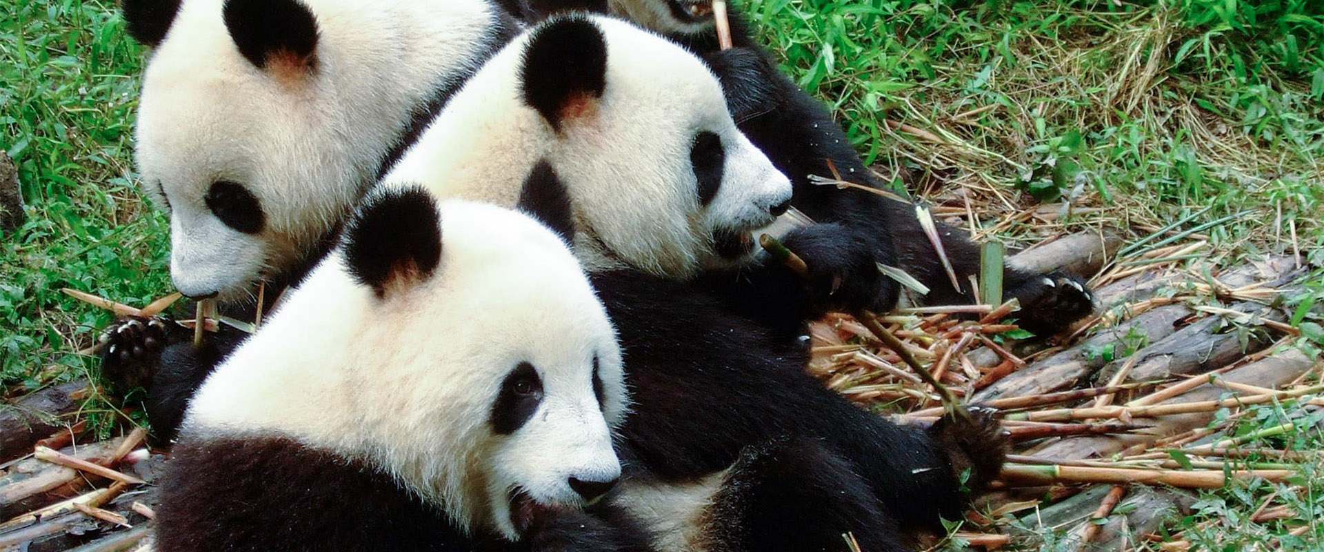 5 Reasons Why You Should Visit Chengdu