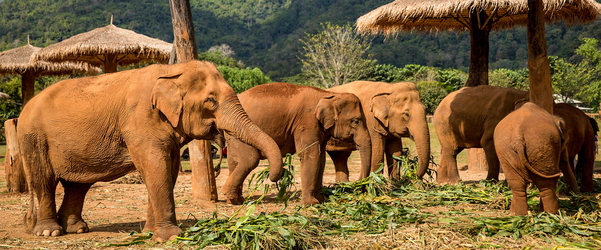 Best Ethical Elephant Sanctuaries Thailand Travel Guide