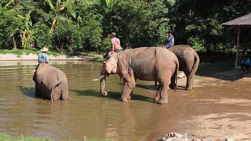 Baan Chang Elephant Park: To-do List in Elephant Sanctuary