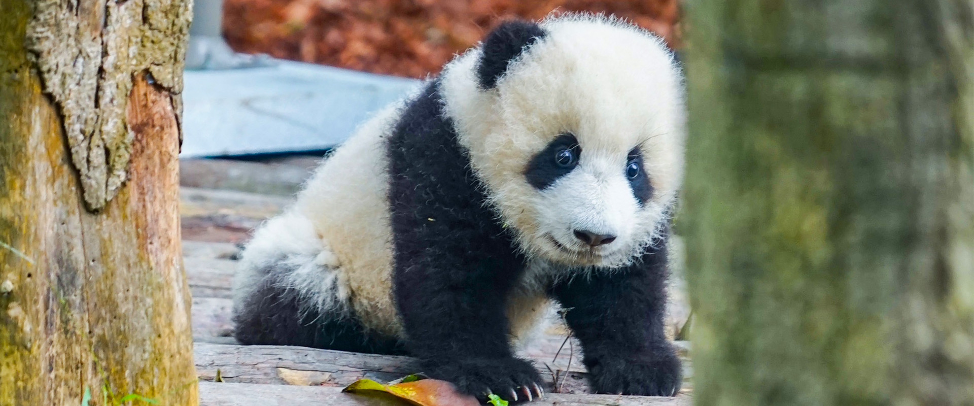 Wolong National Nature Reserve, Giant Panda in Wolong