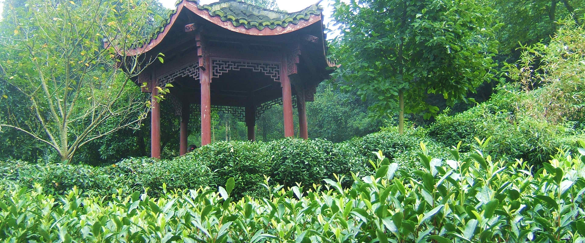 china national tea museum, china national tea museum in Hangzhou