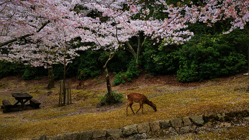 Plan A Sakura Tour for 2025 Spring Cherry Blossom Hanami