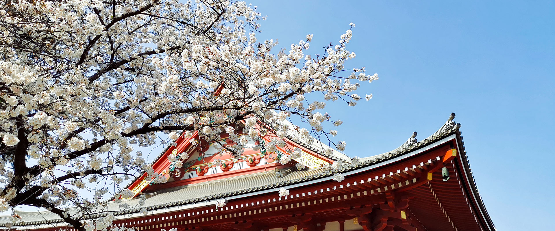 Ultimate Guide to Japan in March 2026: Weather, Festivals