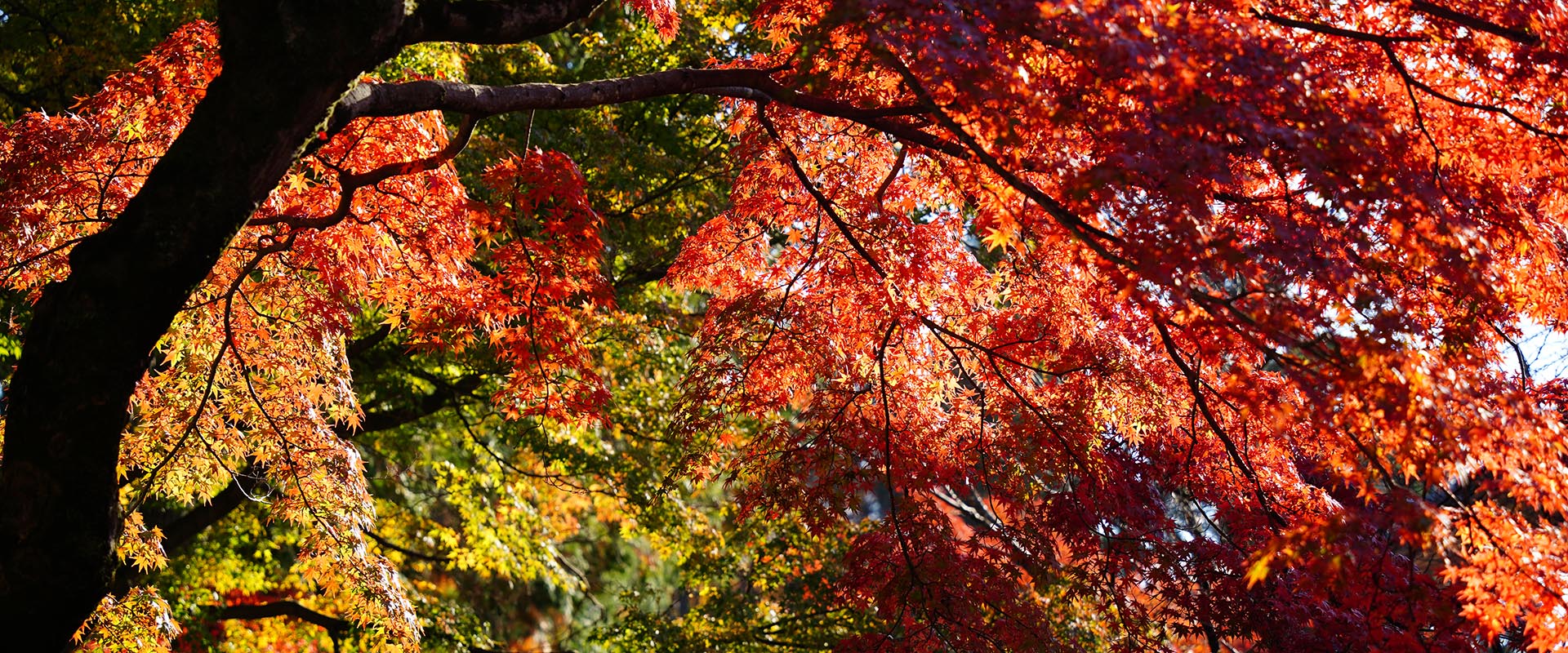 Japan in October 2026: Weather, Fall Leaves & Festivals