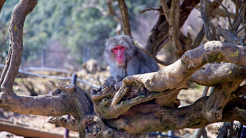 Snow Monkey (Japanese Macaque): Where to See & Best Time