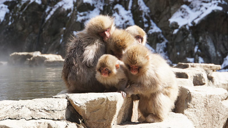 Snow Monkey (Japanese Macaque): Where to See & Best Time