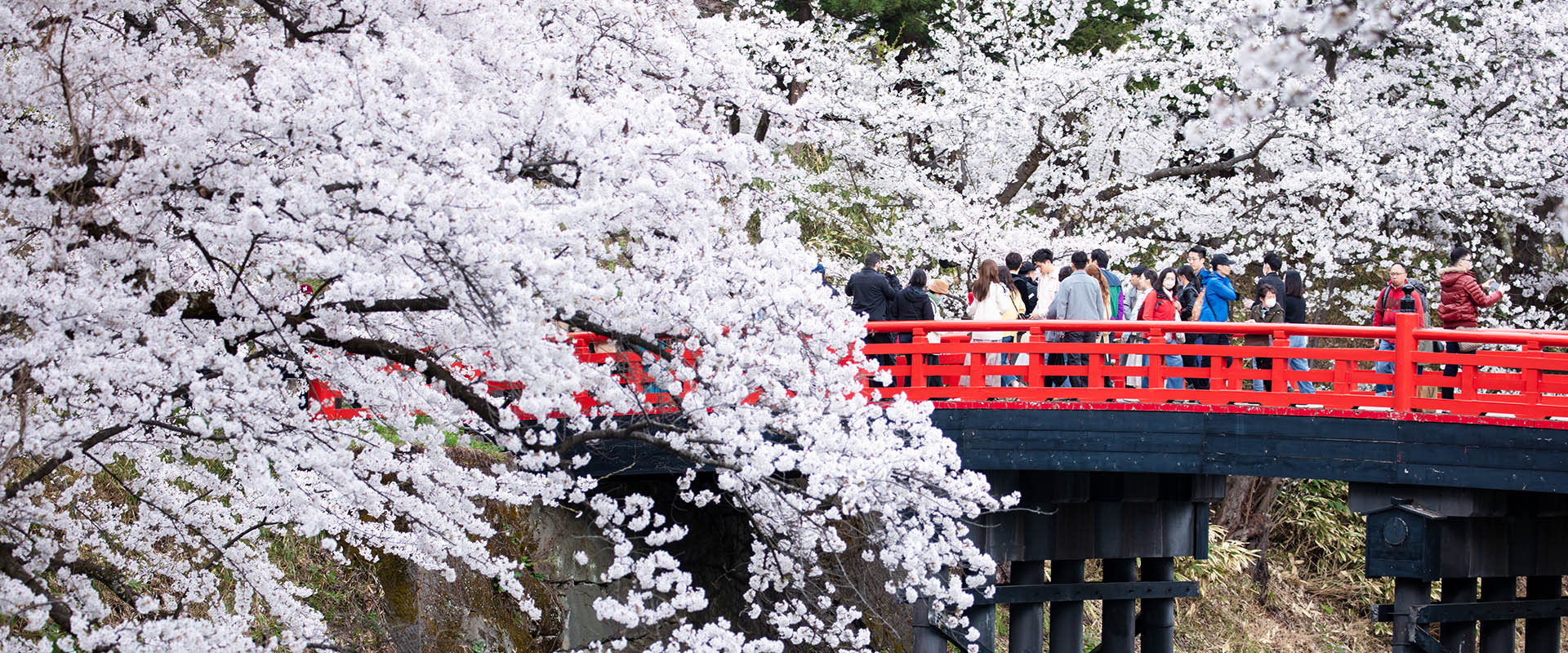 Japan Cherry Blossom Viewing Guide 2026 | Best Times & Places