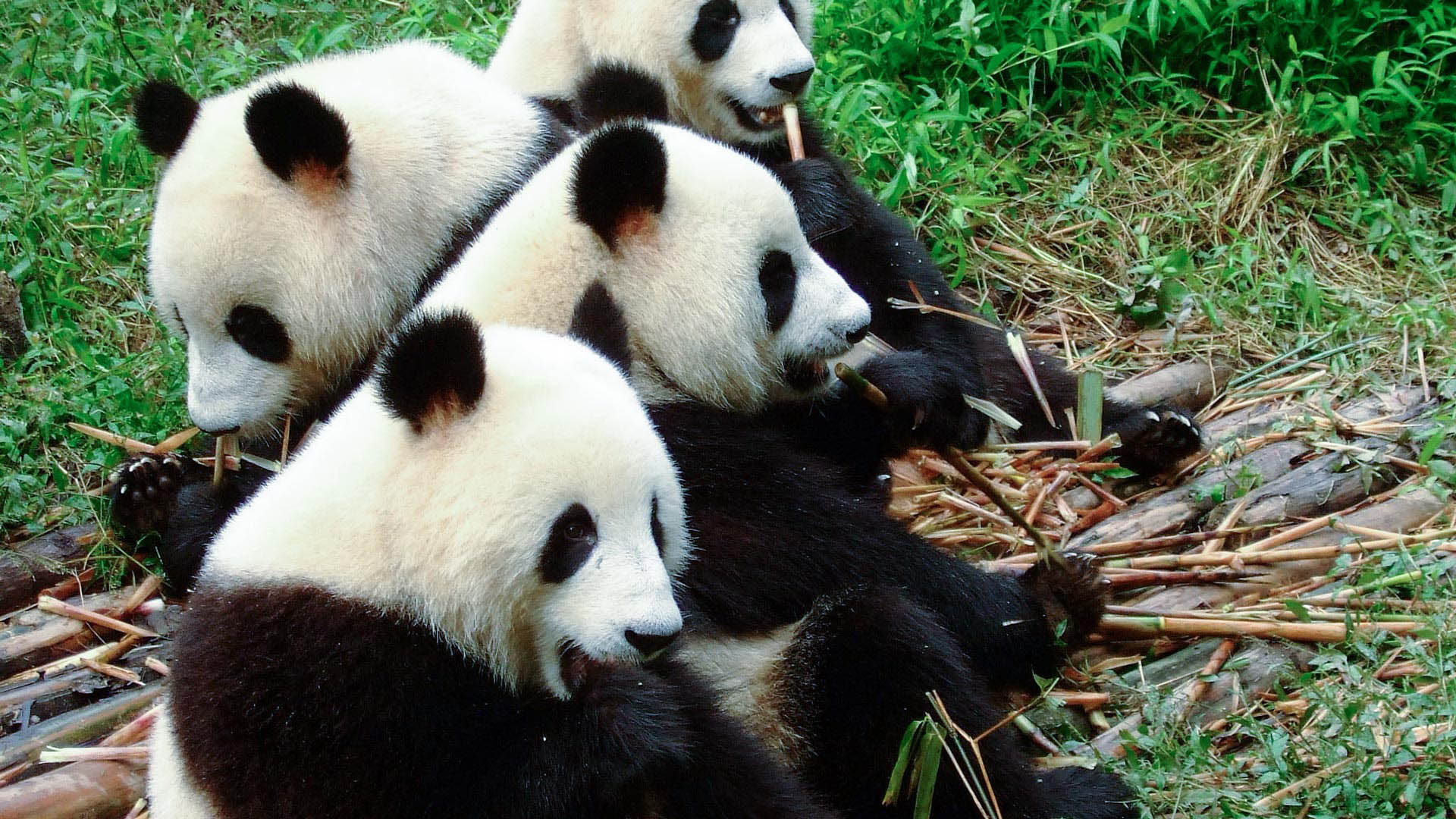 How to Visit Chengdu Panda Base: Best Tips & Must-See Highlights