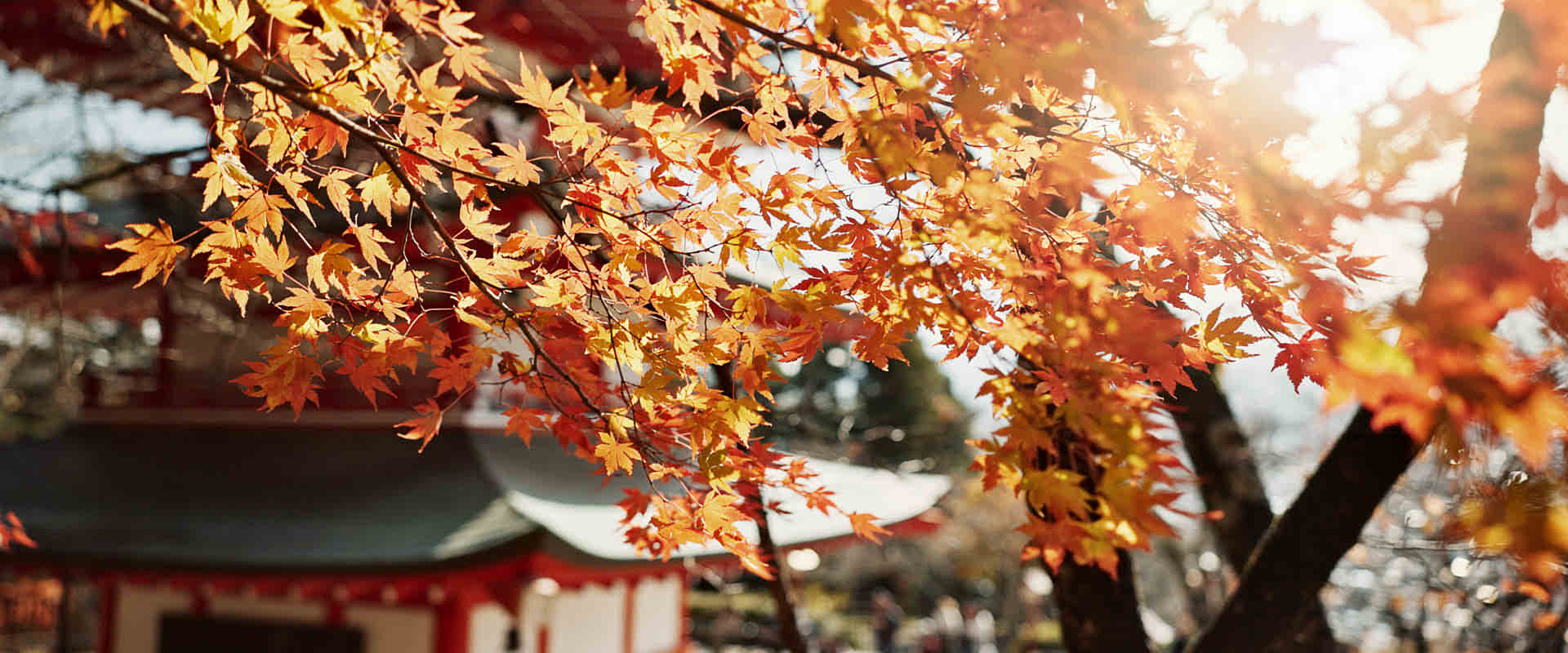 Autumn In Japan Desktop