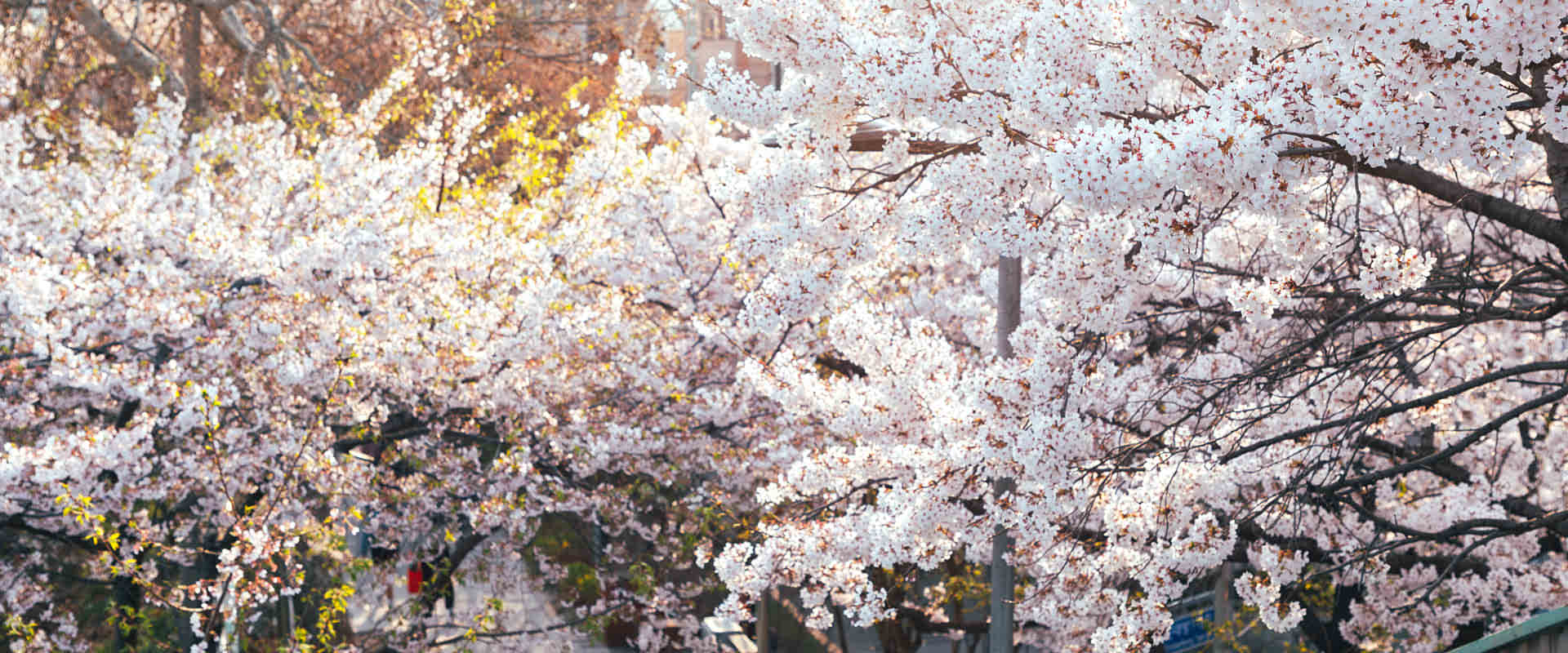 Korea in Spring: Cherry Blossoms, Flower Festivals & More