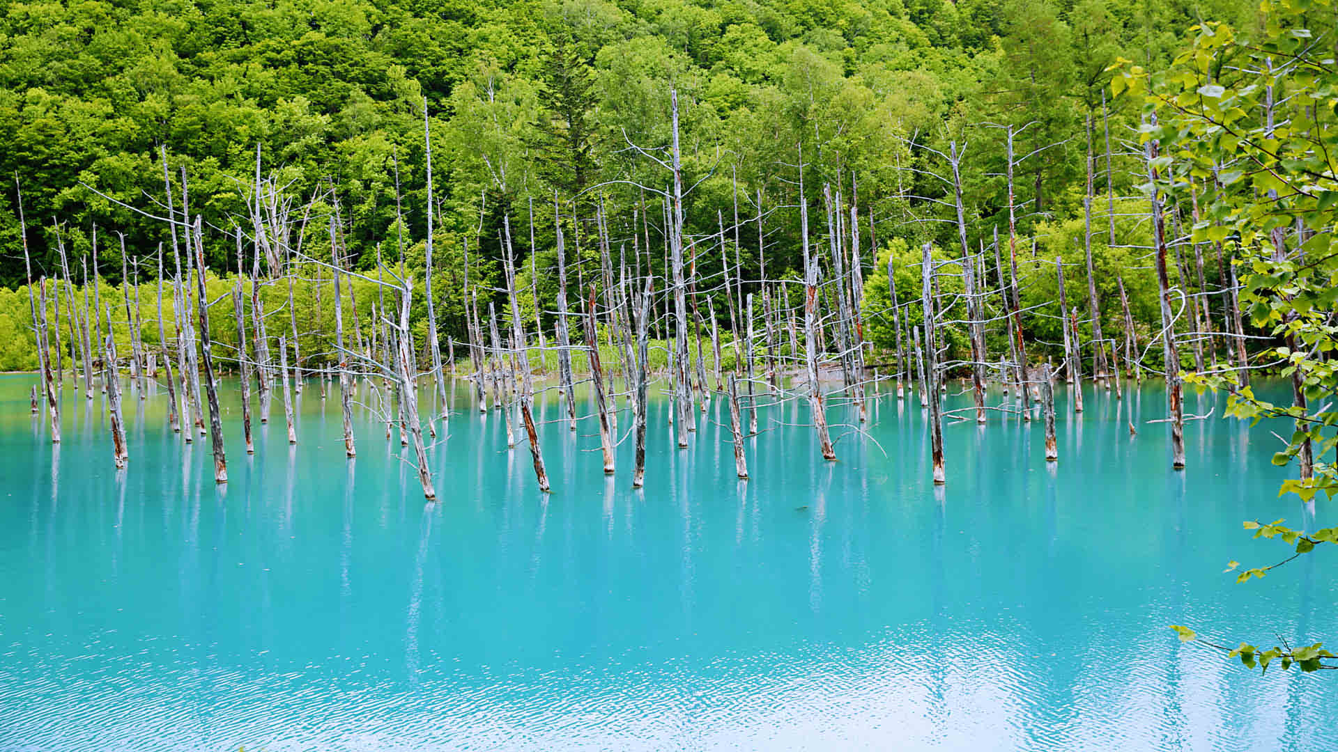Hokkaido Summer Guide 2026: Weather, Where to Go & Tips