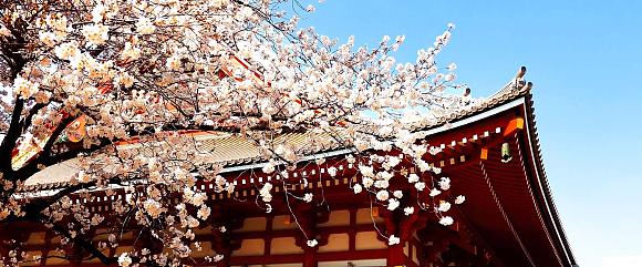 Obon Festival 2024 | All About the Japanese Ghost Festival