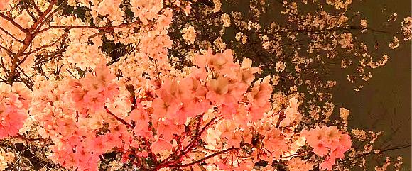 Plan A Sakura Tour for 2025 Spring Cherry Blossom Hanami