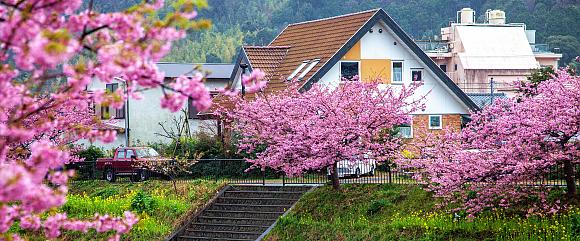 Ultimate Guide to Japan in March 2026: Weather, Festivals