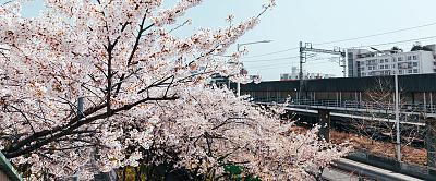 Korea in Spring: Cherry Blossoms, Flower Festivals & More
