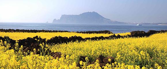 South Korea Weather in April 2027: Peak Cherry Blossom Season