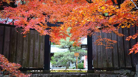 Japan Fall Foliage: 2026 Autumn Leaves Forecast Map