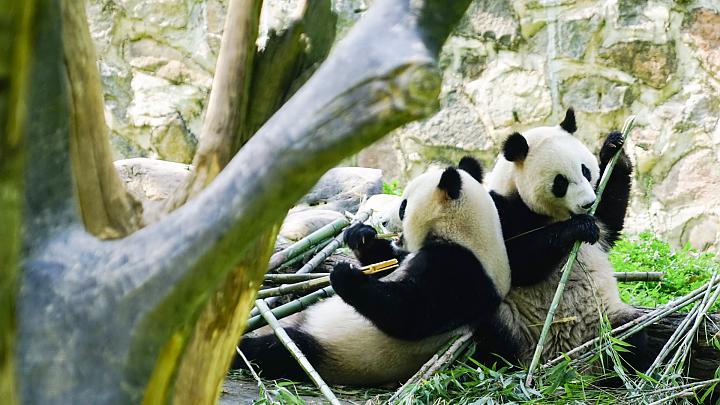 10-Day Best of China Private Tour: Golden Triangle & Pandas