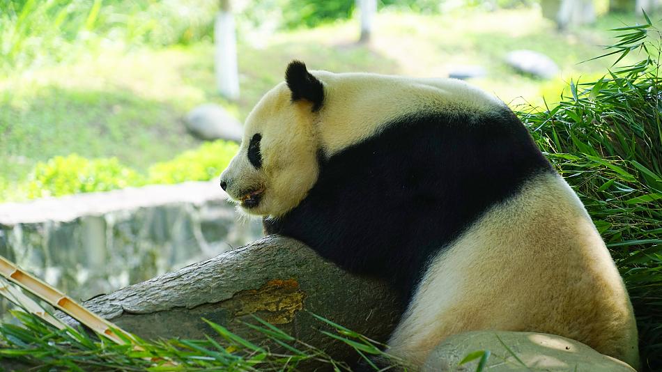 China Tour with Chengdu and Yangtze Cruise| China Odyssey Tours