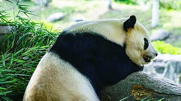 Top 10 Famous Pandas in China 2025 & Where They Live