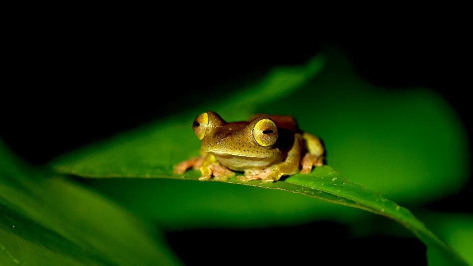 Sabah Adventure Tour: Rainforest & Wildlife | Private & Bespoke