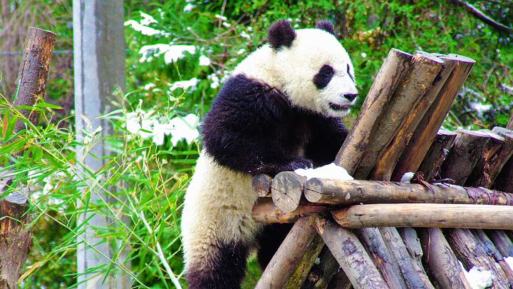 Wolong Panda Tour With Care Experience | Private & Tailor-Made