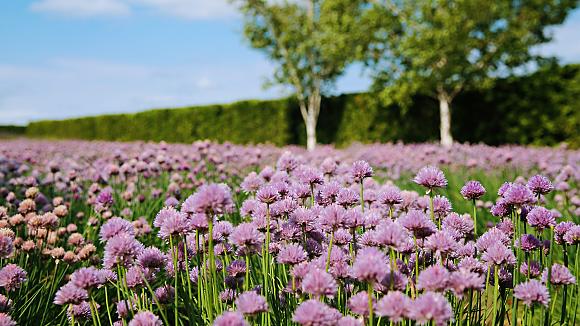 Obon Festival 2026: Guide to Japanese Ghost Festival