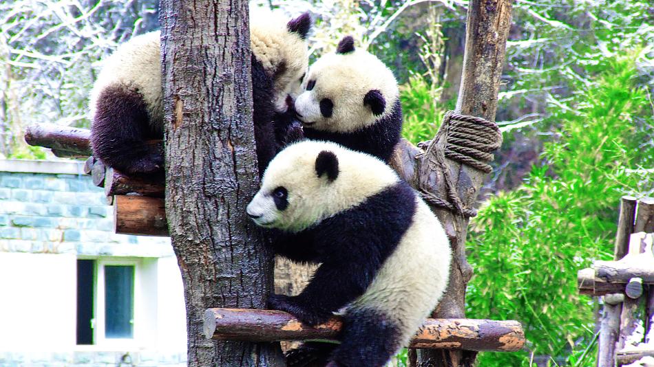 Wolong Panda Tour With Care Experience | Private & Tailor-Made