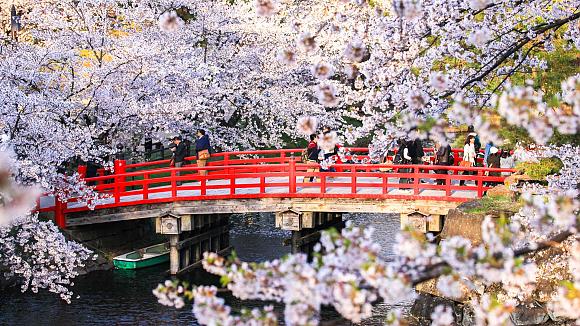 Plan a Sakura Tour for 2026 Cherry Blossom Hanami